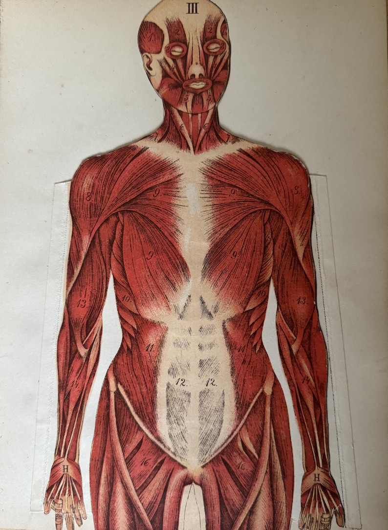 Human Body Antique Manikin, Rare and Unusual, Pop up Model of the Body ...