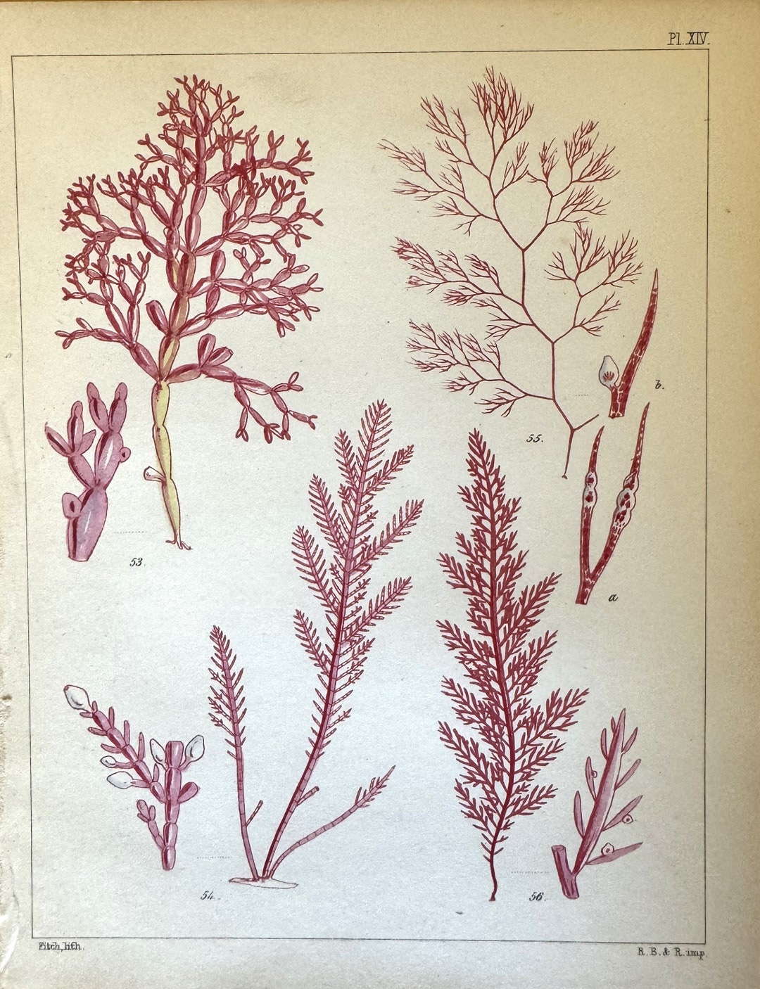 10 Types of British Seaweeds, Antique Lithographs From 1850's, Colour ...