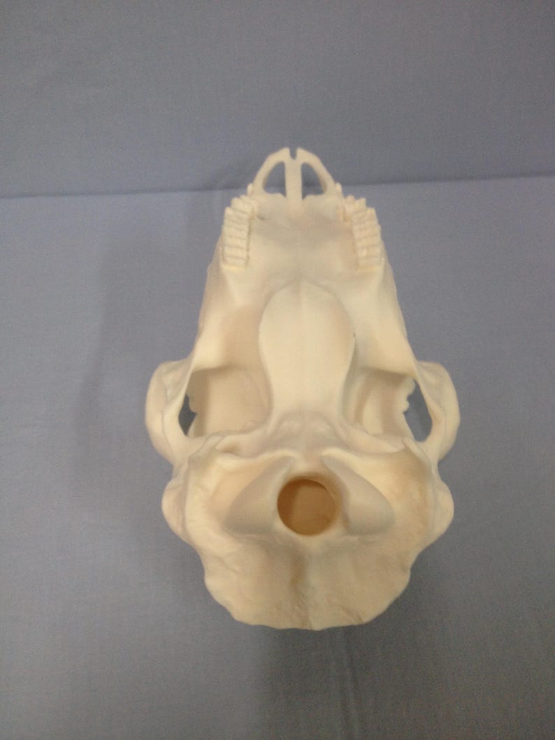 Caribou Replica European Counterfit Convertible Skull (with Teeth) - Etsy