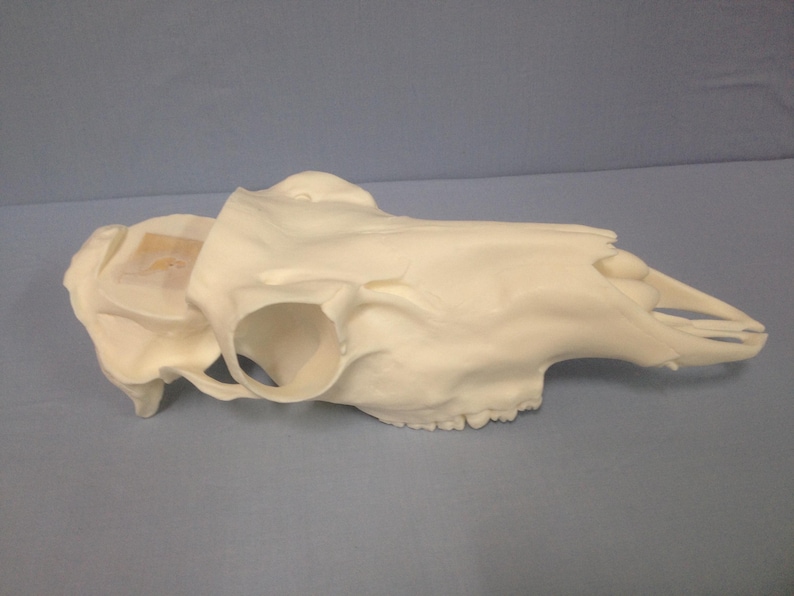 Caribou Replica European Counterfit Convertible Skull (with Teeth) - Etsy