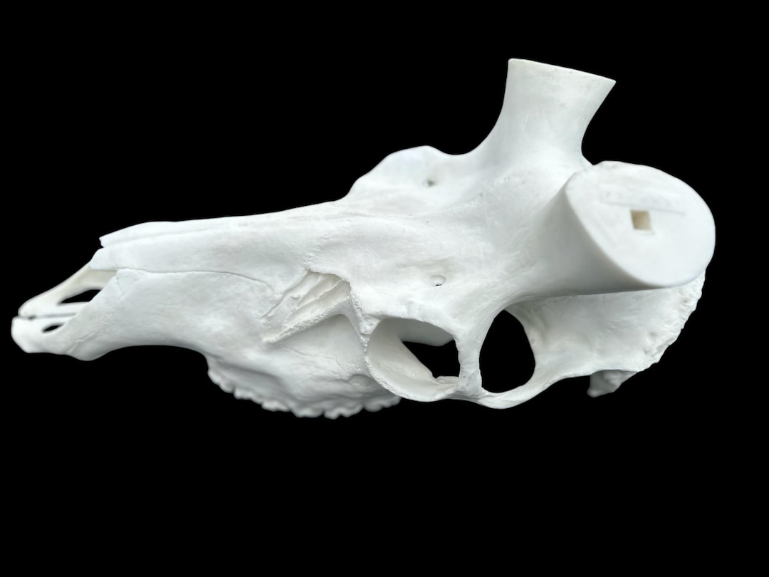 Elk Replica European Counterfit Skull (with Teeth) - Etsy