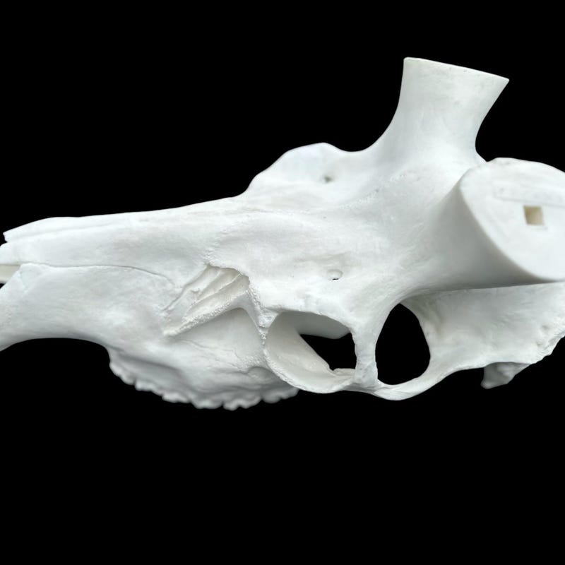 Fake Teeth for Whiter Teeth - Etsy