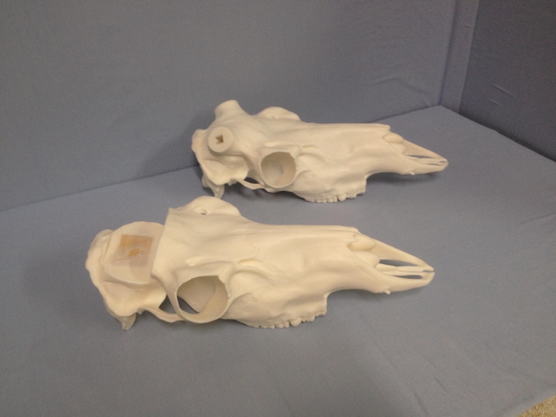 Caribou Replica European Counterfit Convertible Skull (with Teeth) - Etsy