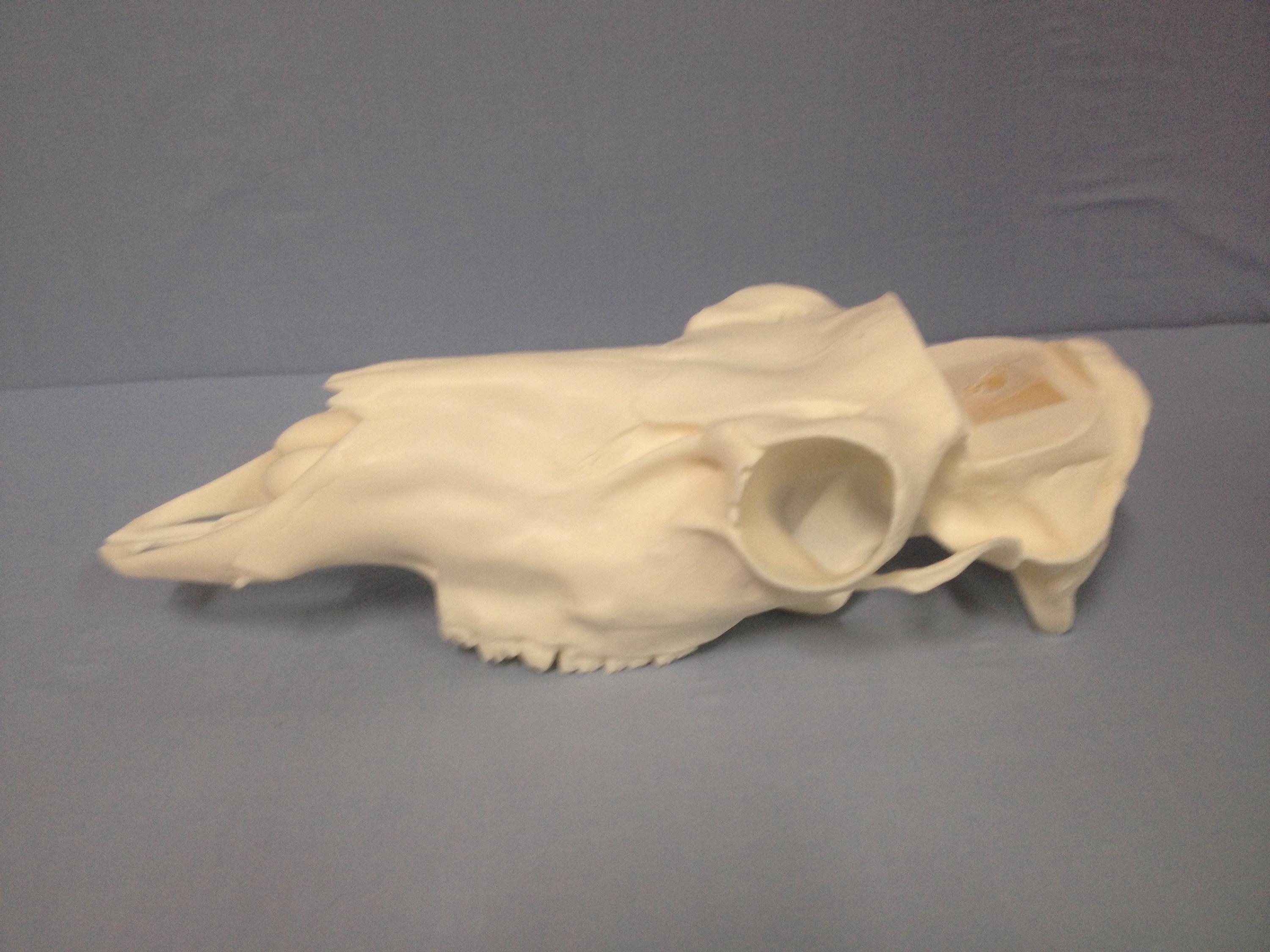 Caribou Replica European Counterfit Convertible Skull (with Teeth) - Etsy