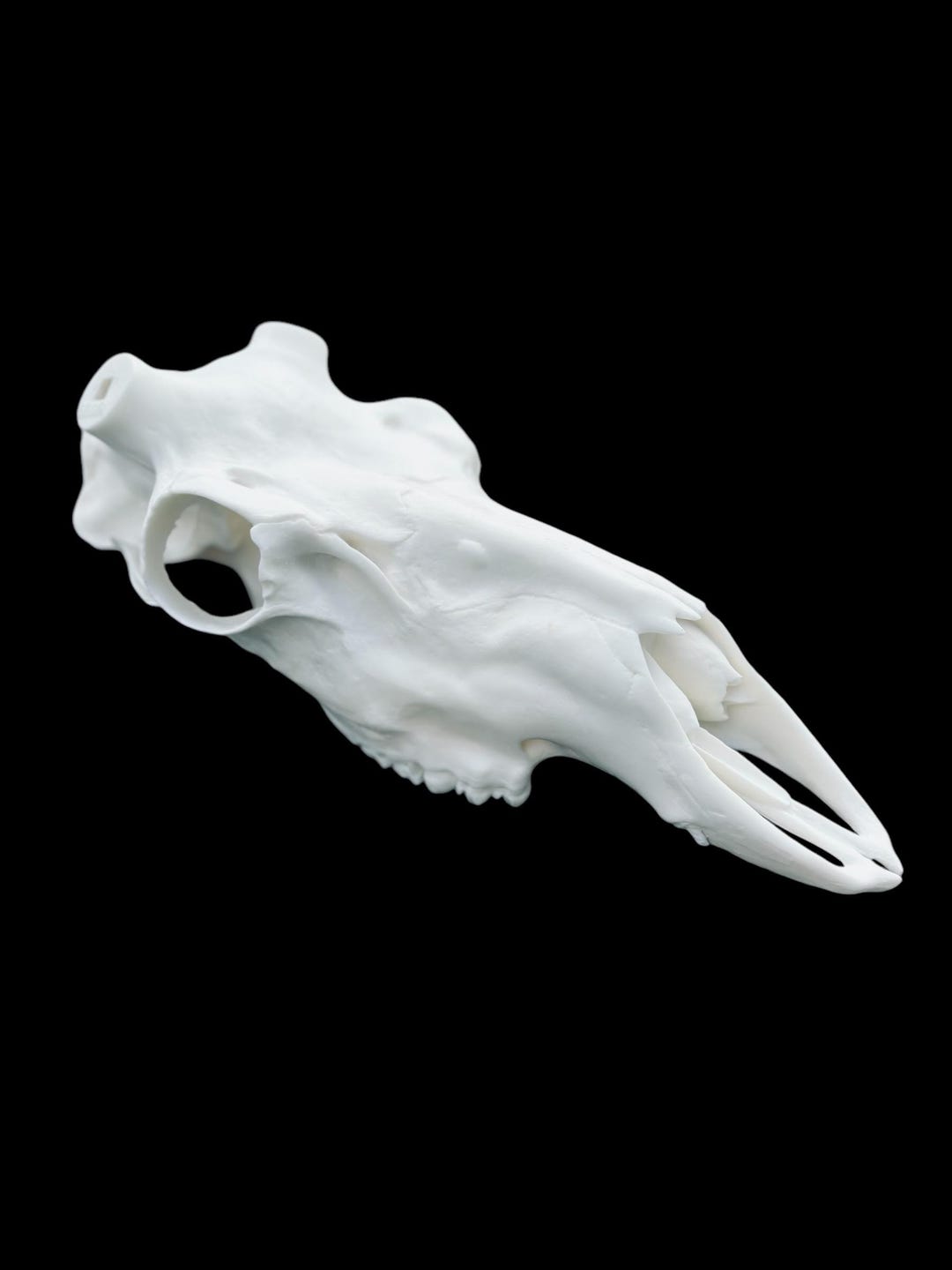 Caribou Replica European Counterfit Skull (with Teeth) - Etsy