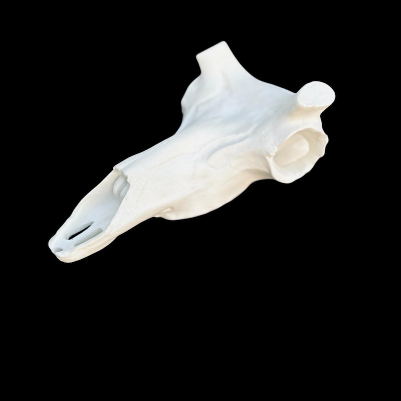 Antelope Taxidermy Mounts - Etsy