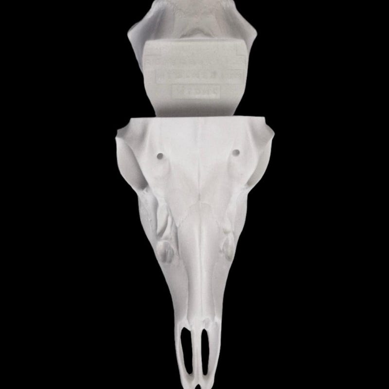 Fake Deer Skull - Etsy
