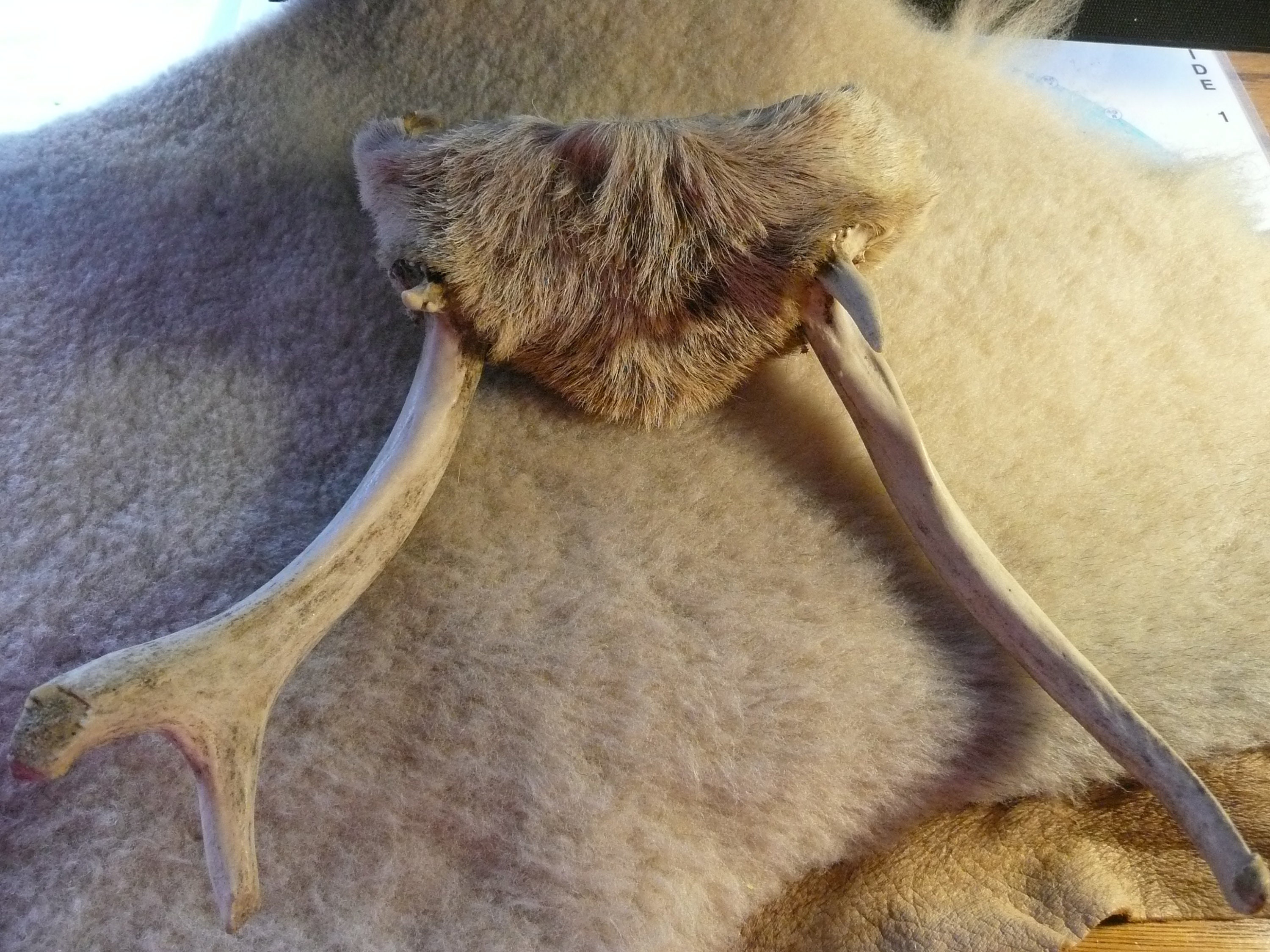 Deer Antler Cap - Etsy Canada