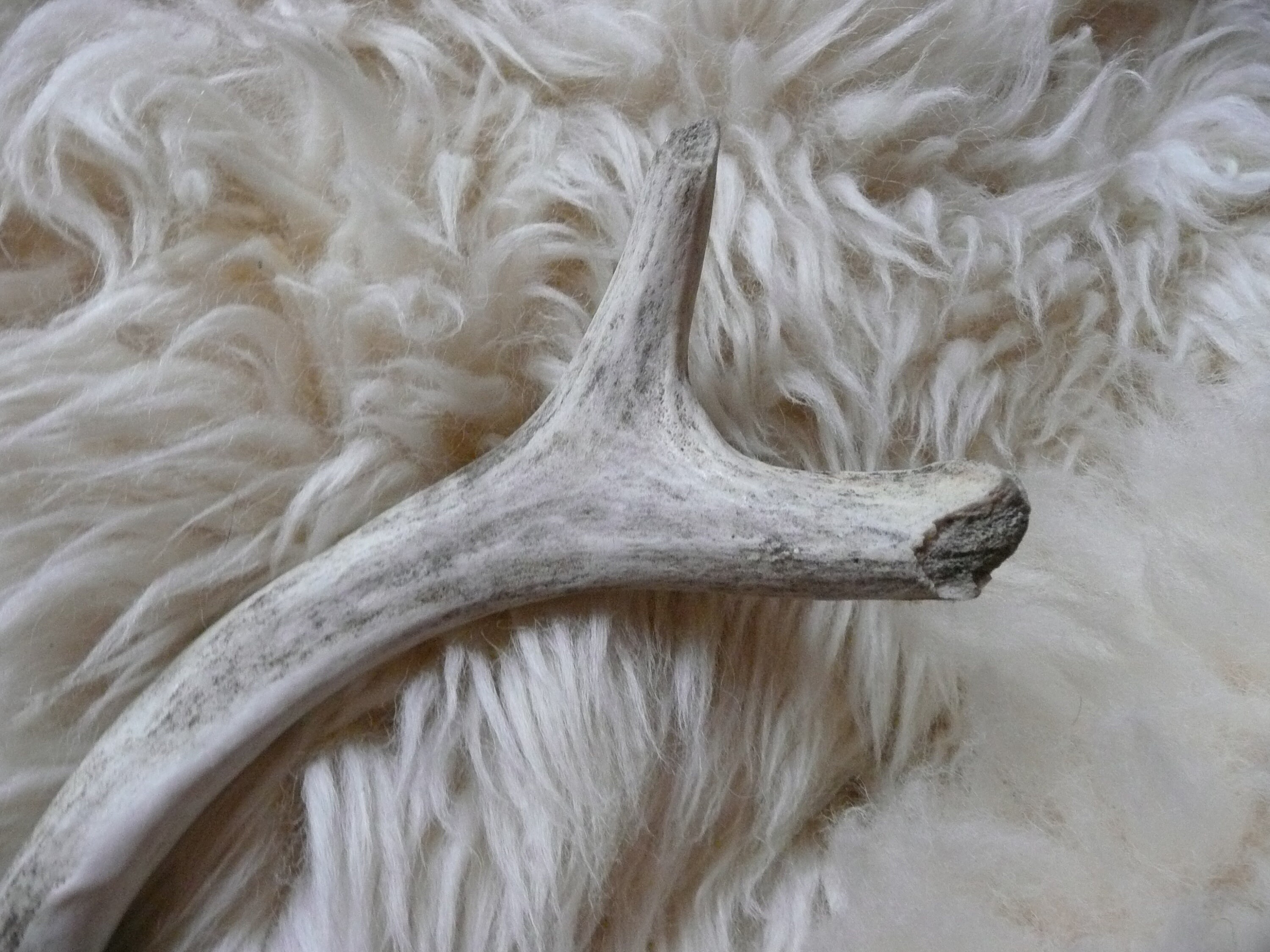 Deer Antler Cap - Etsy Canada