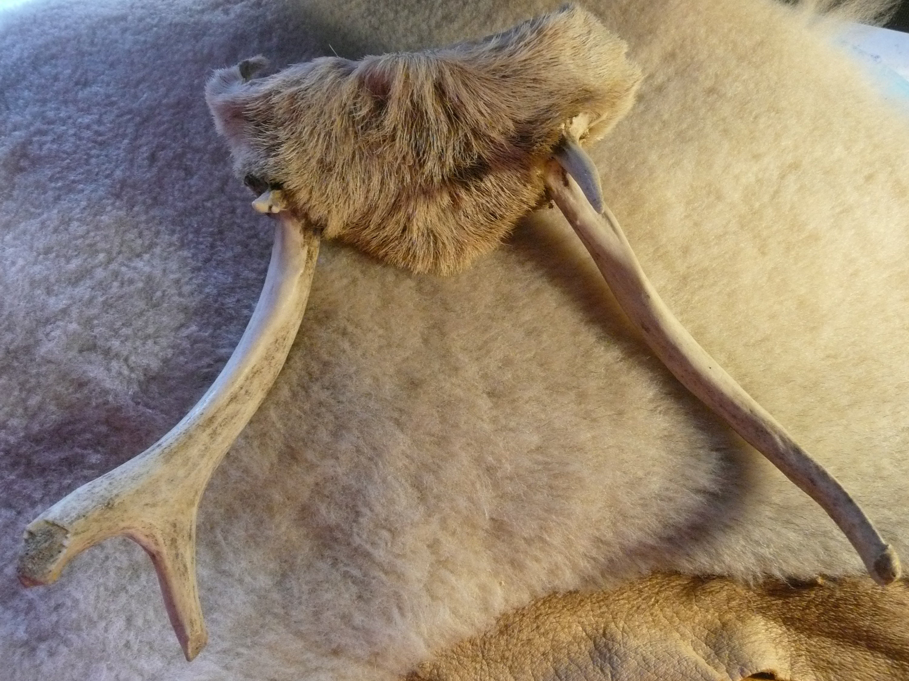 Deer Antler Cap - Etsy Canada