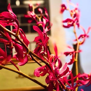 Orchid Stem, Aranthe Fresh Red Aranthera Orchid Stems - Exotic Anne ...