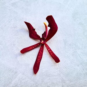 Orchid Stem, Aranthe Fresh Red Aranthera Orchid Stems - Exotic Anne ...