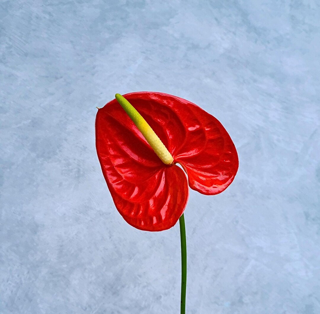 Red Orchid Anthurium, fire Shiny Sheen Fresh Bloom, Elegant Flower for ...