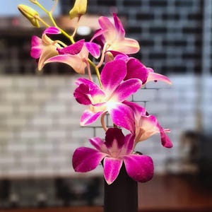 Purple Thai Orchids, Dendrobium With Stem - Bundle of 10 | Premium Quality, Long-lasting ...