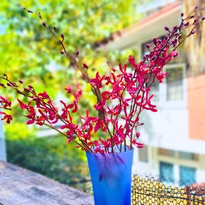 Orchid Stem, Aranthe Fresh Red Aranthera Orchid Stems - Exotic Anne ...