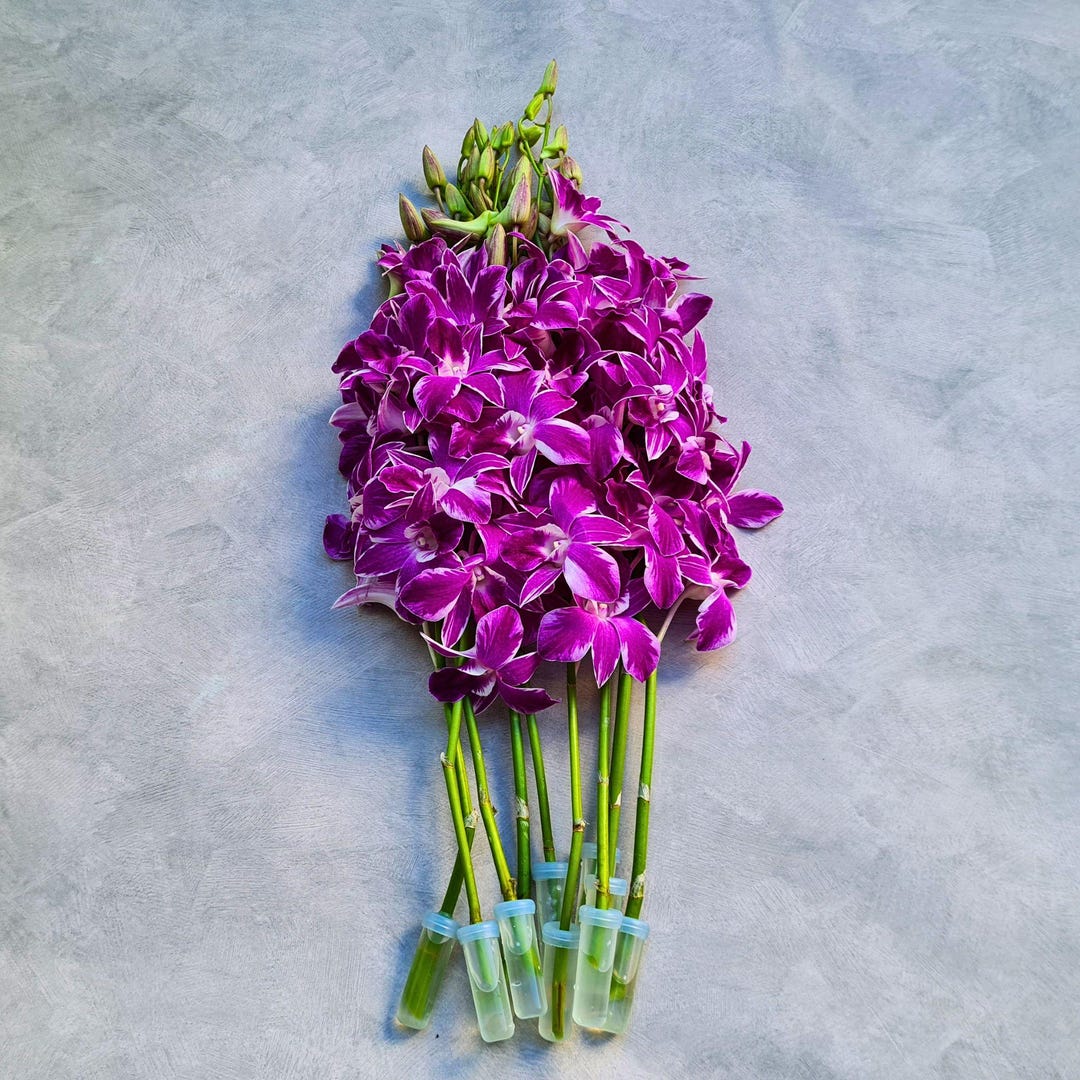 Violet Orchids – 10-dendrobium Stem Bundle With Water Capsules – Purple ...