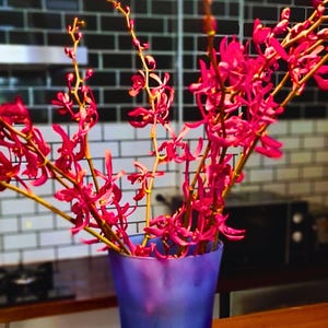 Orchid Stem, Aranthe Fresh Red Aranthera Orchid Stems - Exotic Anne ...