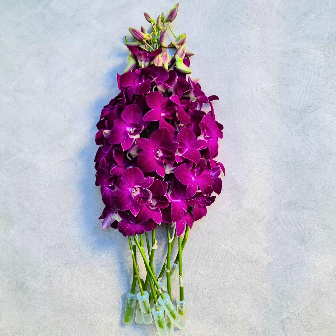 Red Violet Dendrobium Orchid – Fresh Glossy Sonia Orchid With Long Stem ...