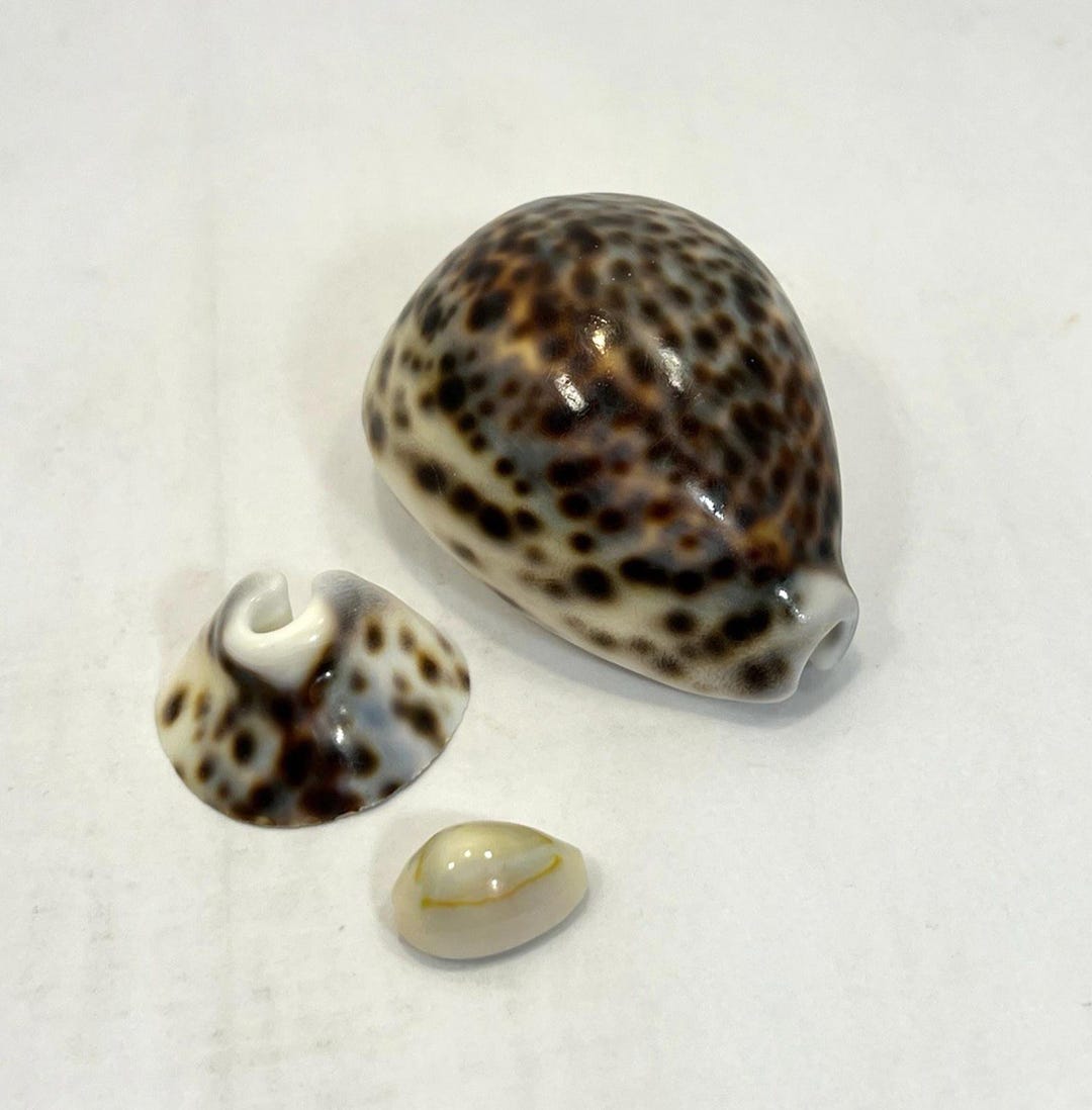 Cypraea Tigris Tiger Cowrie Shell Sea Shells 3 1/2” X 2” + A Smaller ...