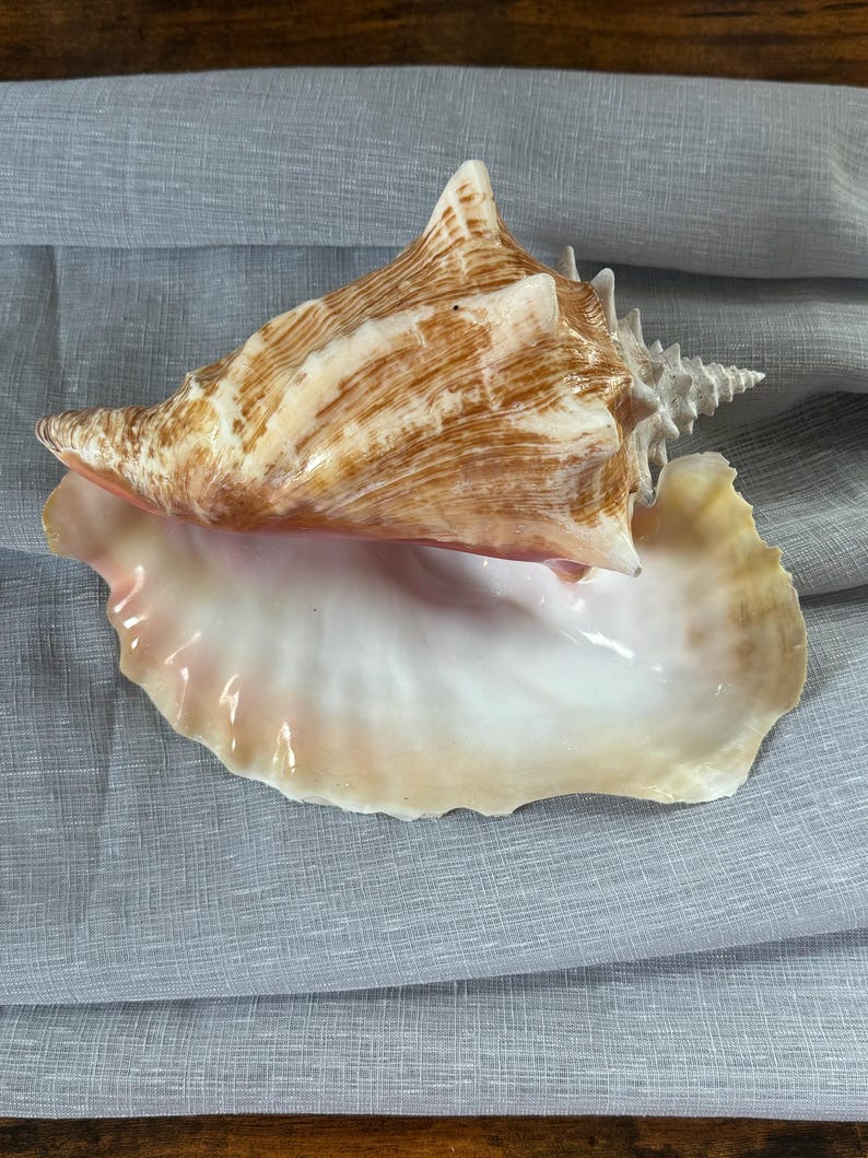 XL Queen Conch Shell - Etsy