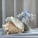 XL Queen Conch Shell - Etsy