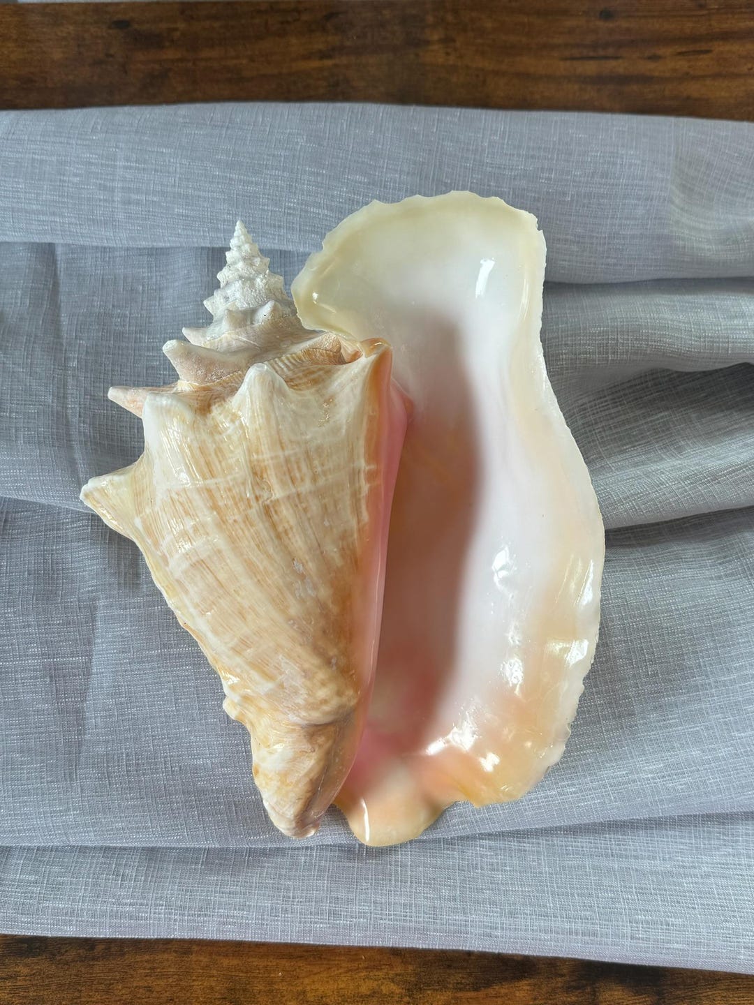 XL Queen Conch Shell - Etsy