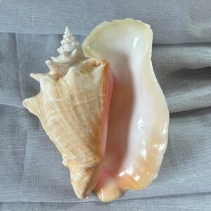 XL Queen Conch Shell - Etsy