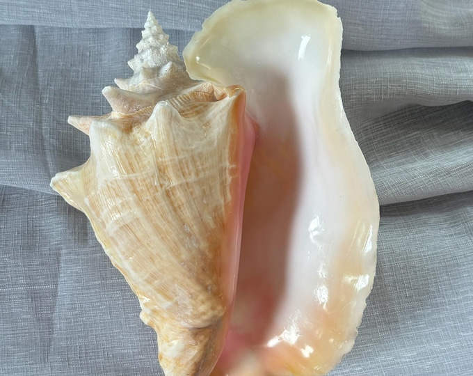 XL Queen Conch Shell - Etsy