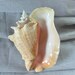 XL Queen Conch Shell - Etsy