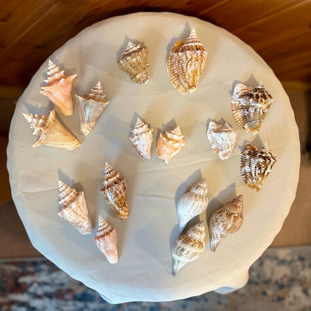 Mystery 3 Piece Shell Bundle - Etsy