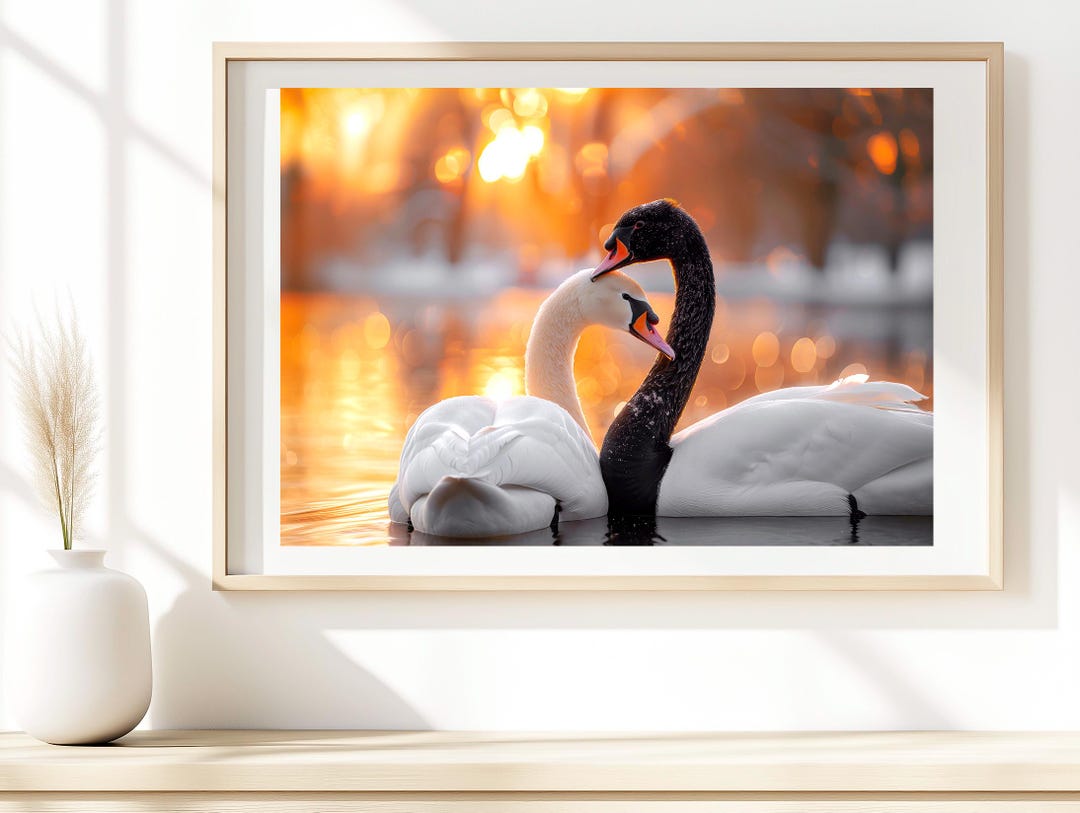 Embrace of the Swans | Fine Art Photography Print | Wall Art | Black ...