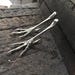 Woodland Crow/blackbird Bronze or Silver Metal Bird Feet Sculptural by ...