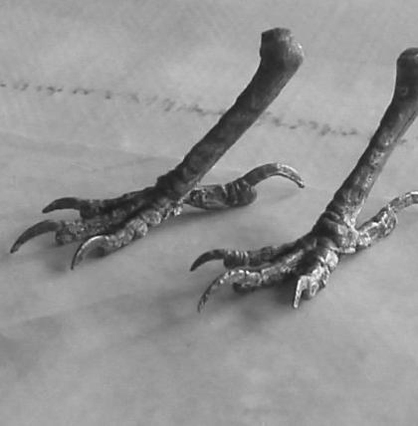 My Little Wren Woodland Bird Feet by Ink Jewelry - Etsy