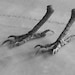 My Little Wren Woodland Bird Feet by Ink Jewelry - Etsy