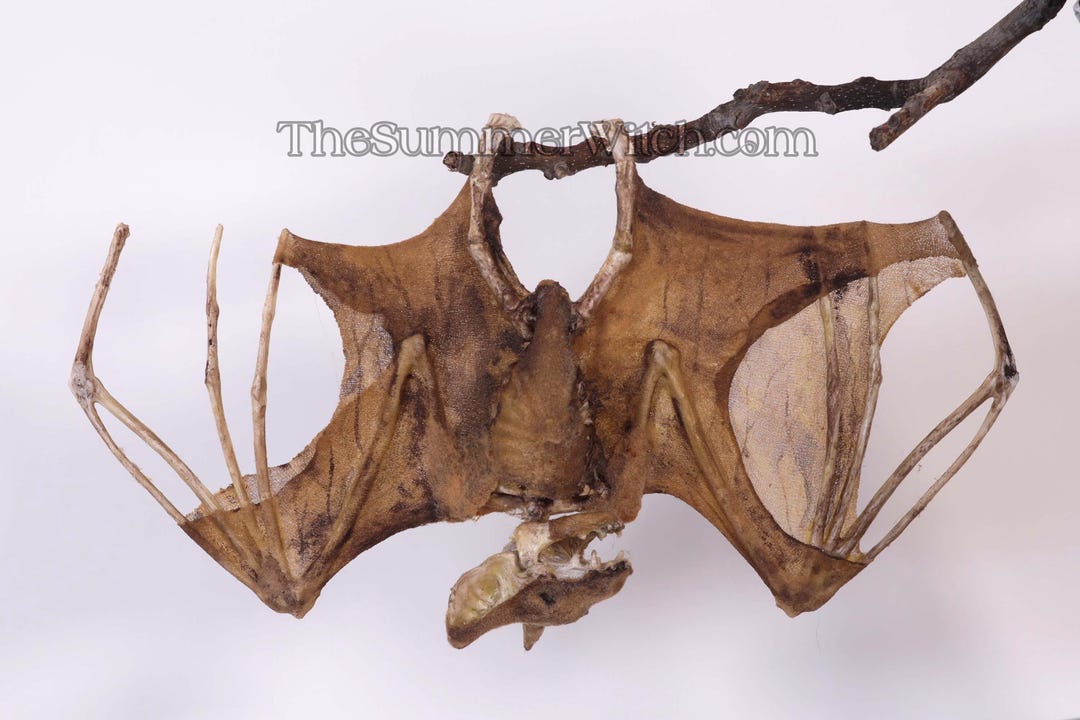 Fake Mummy Bat Decoration or Prop - Etsy