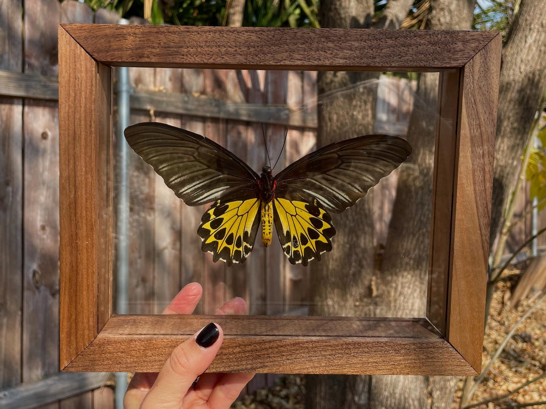 Common Birdwing Double Glass Frame - Etsy