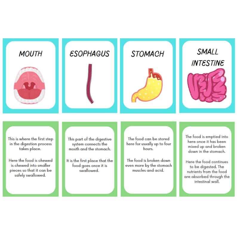 Digestion Flashcards/ Matching Game - Etsy