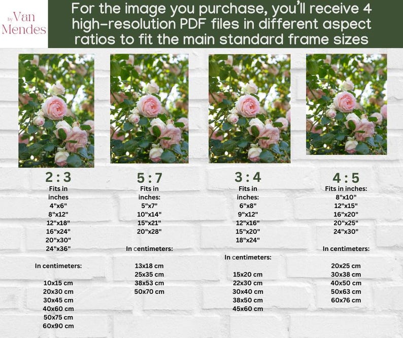 Elegant White Roses Printable Photo - Instant Download - Etsy