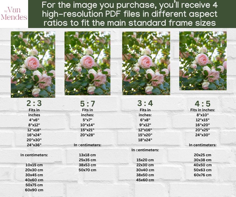 Elegant White Roses Printable Photo - Instant Download - Etsy