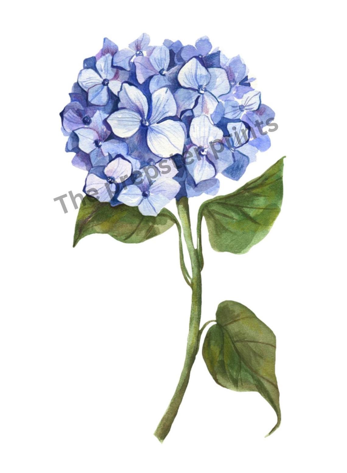 Watercolor Hydrangea Prints Set of 2 - Etsy