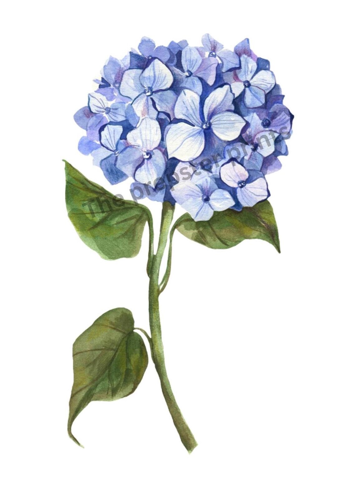 Watercolor Hydrangea Prints Set of 2 - Etsy
