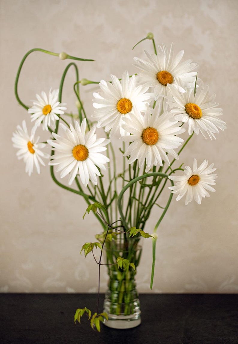 Shasta Daisies and Garlic Scapes - Etsy