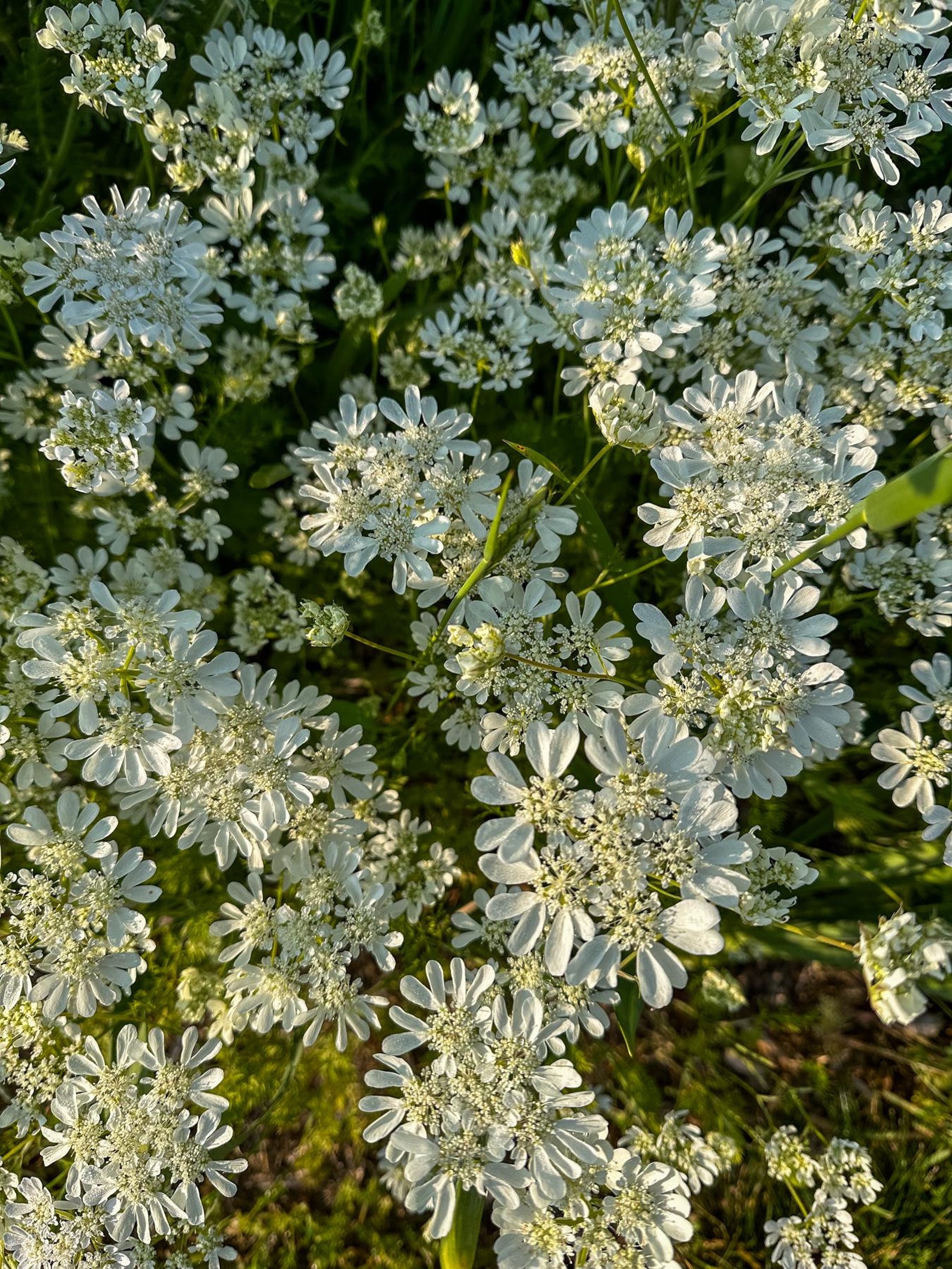 Orlaya White Finch Flower Photo, Digital Download, Orlaya Flower ...