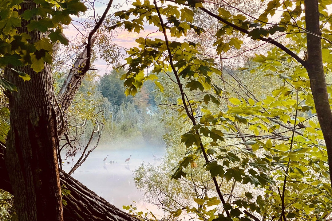 Crane Pond Photo, Digital Download, Birds Nature, Cranes on A Pond ...