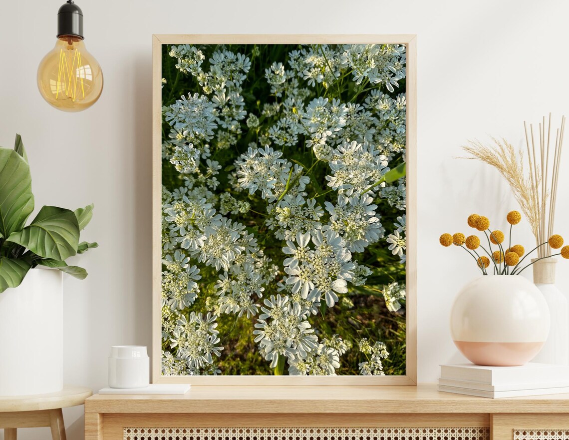 Orlaya White Finch Flower Photo, Digital Download, Orlaya Flower ...