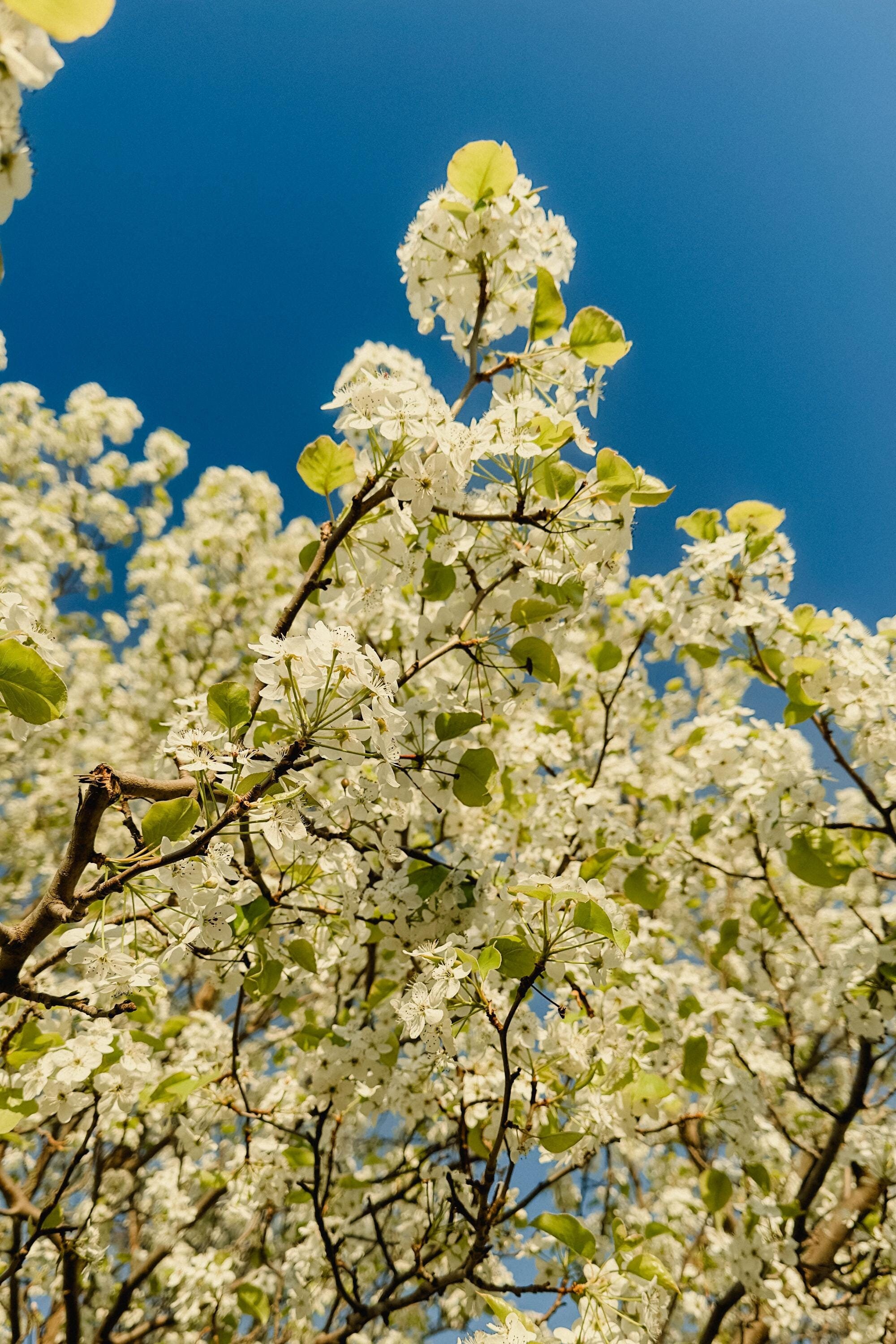 Bradford Pear Tree Photo, Digital Download, Trees Nature, Pear Tree ...