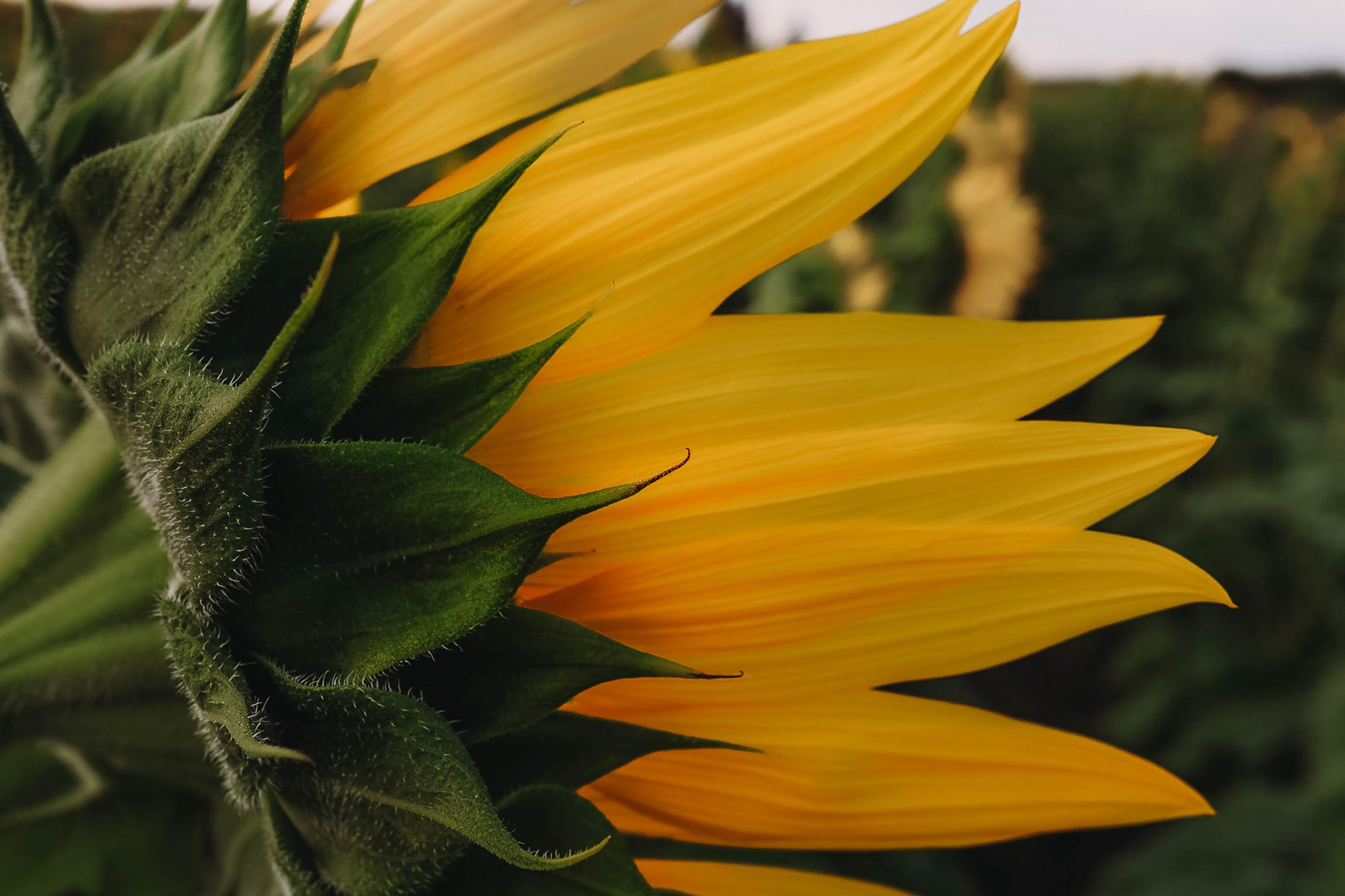 Sunflower Photo, Digital Download, Flower Nature, Sunflowers, Home ...