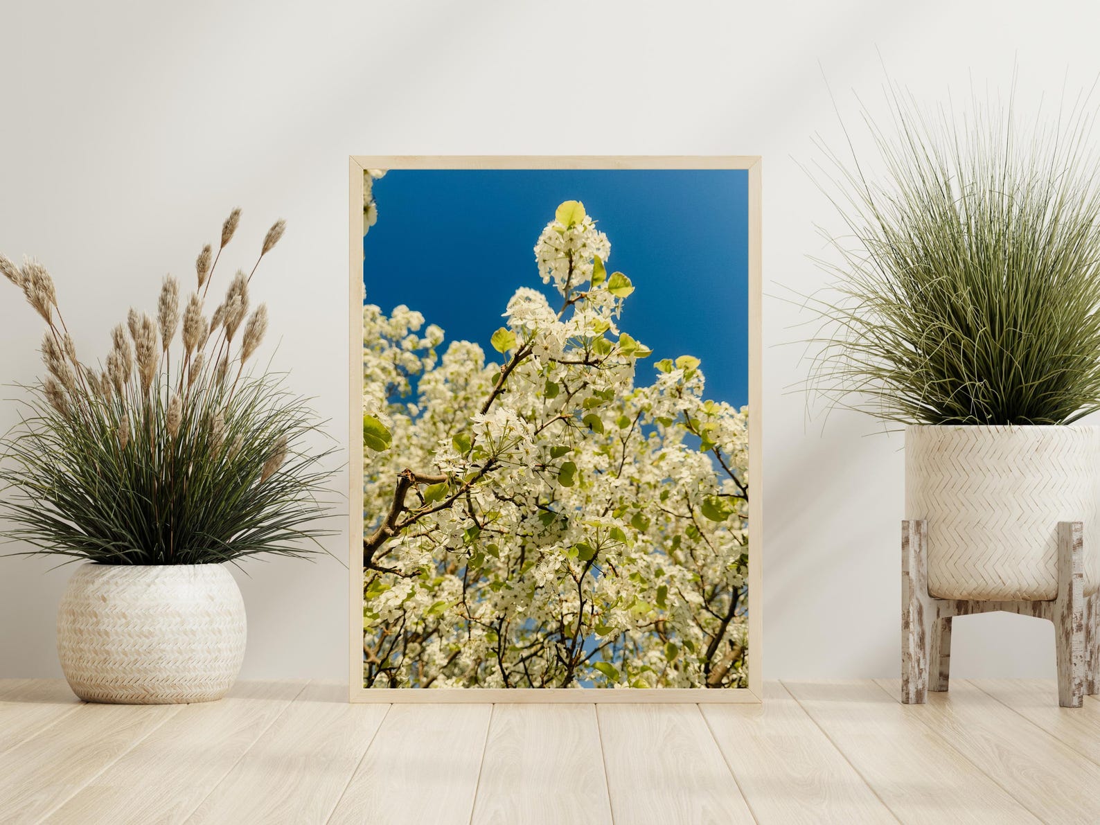 Bradford Pear Tree Photo, Digital Download, Trees Nature, Pear Tree ...