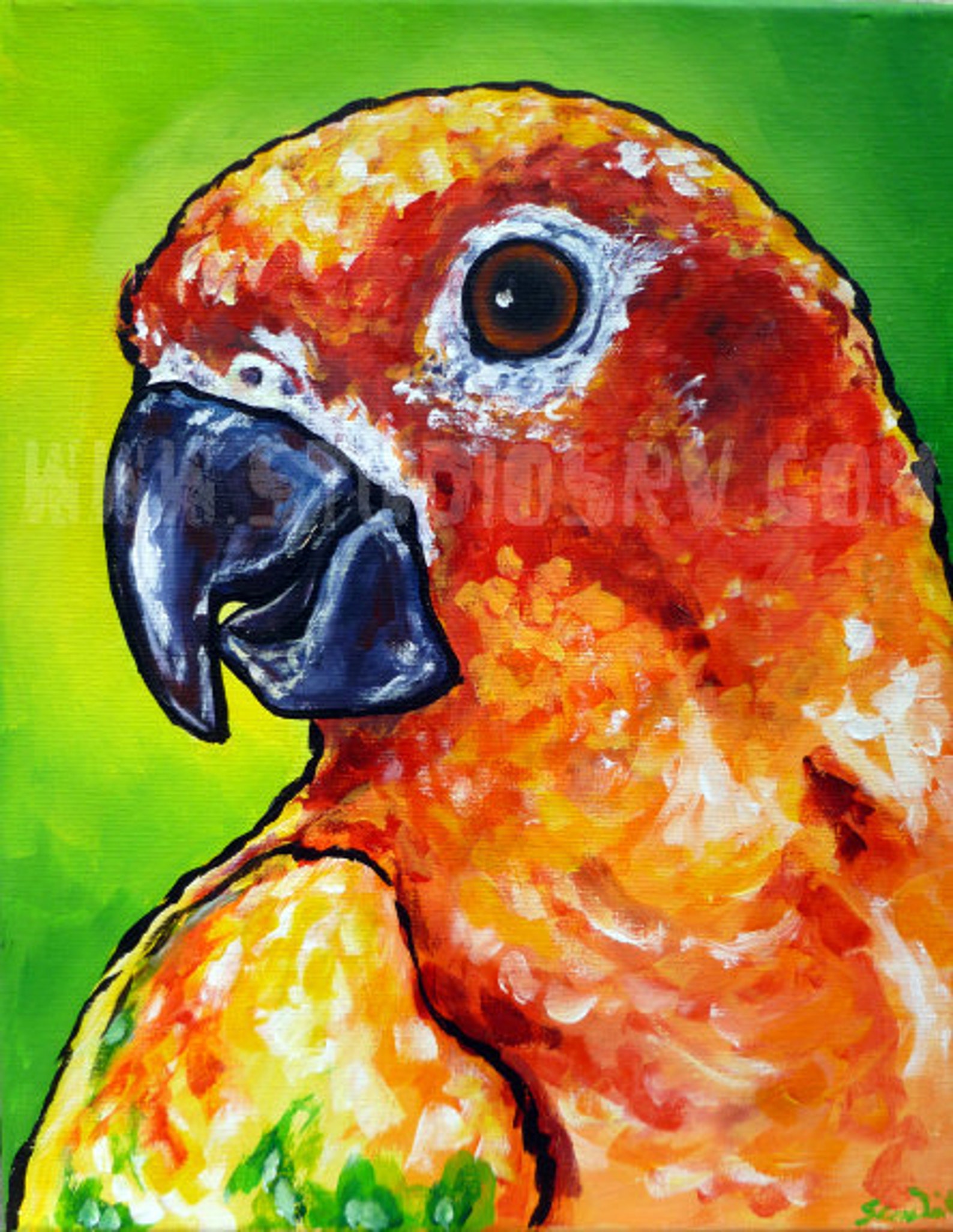 Sun Conure Print 8x10 - Etsy