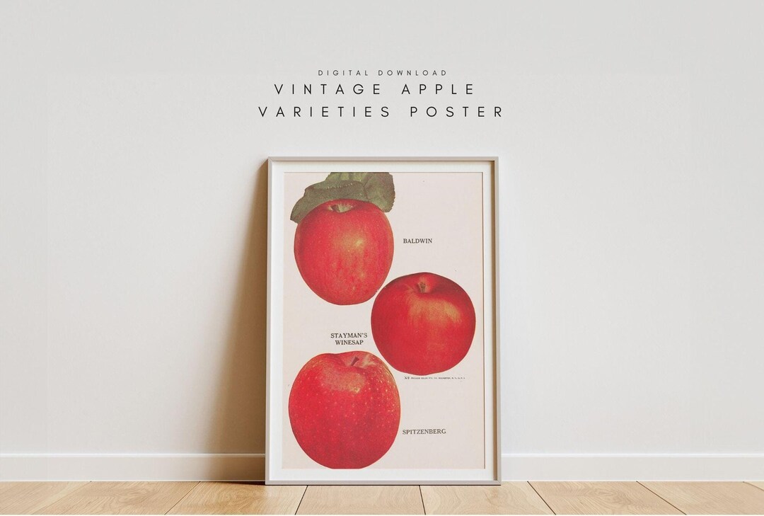 Vintage Apple Varieties Poster Antique Fruit Art Print Illustration ...